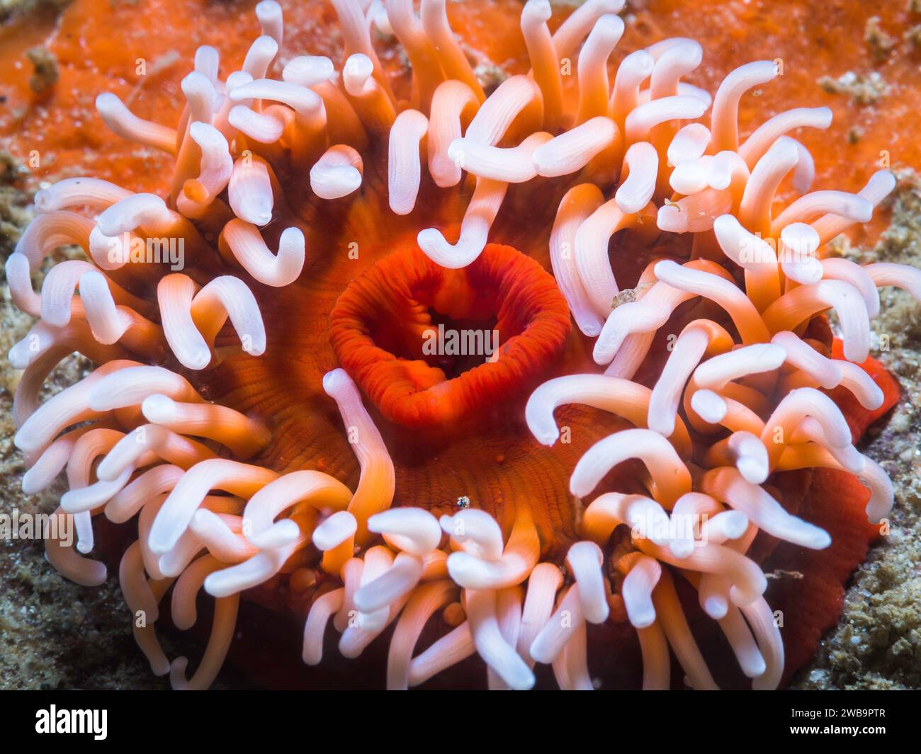 Orange sea anemone underwater closeup from the top with its tentacles ...