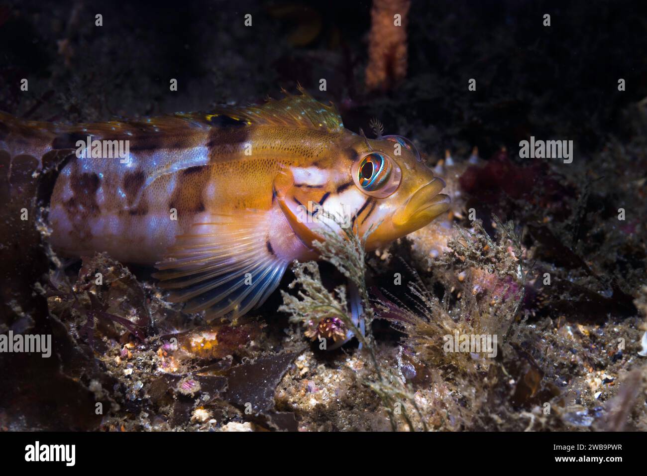 Close up of a Speckled Klipfish (Clinus venustris) underwater with dark ...