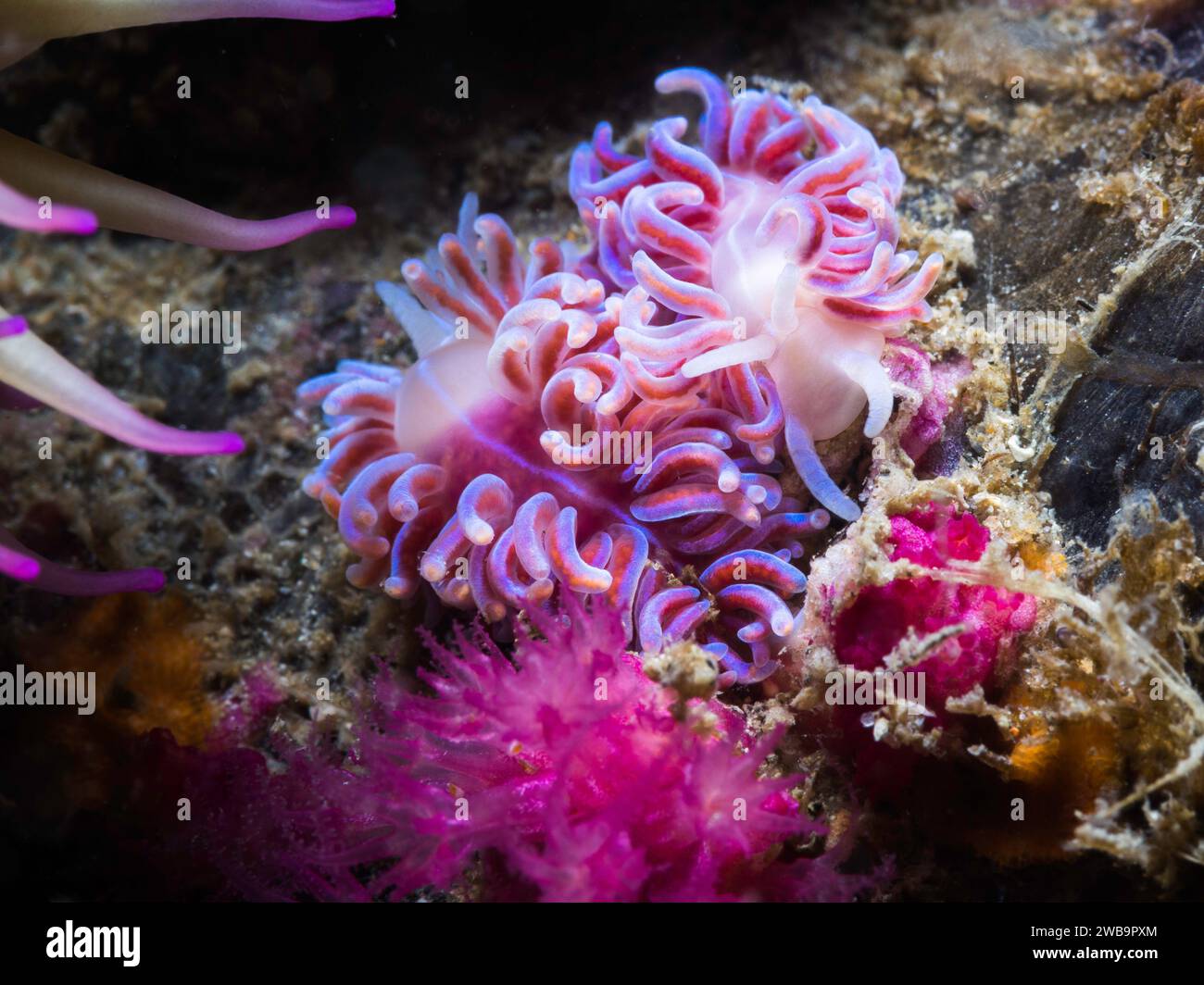 Two Coral nudibranchs (Phyllodesmium horridum) sea slugs next to each ...