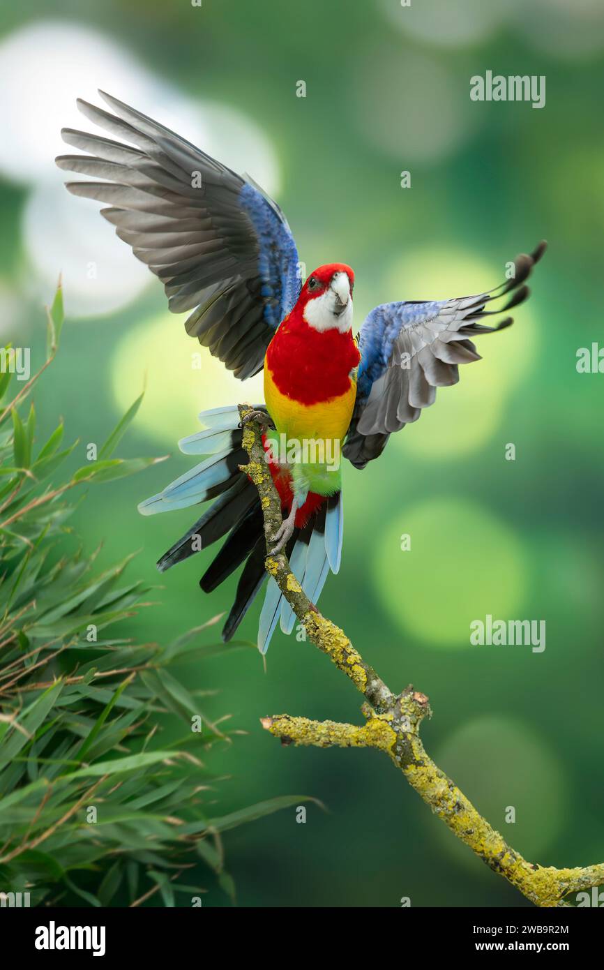 Eastern rosella hi-res stock photography and images - Alamy