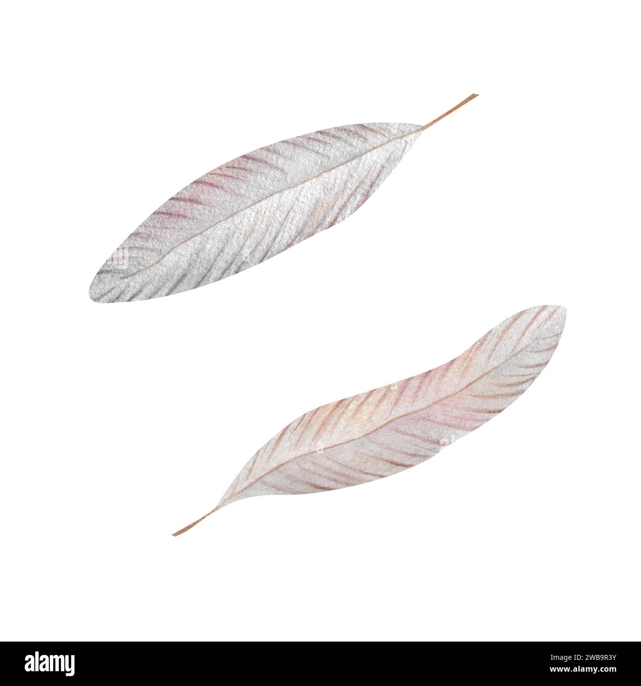 Watercolor swan pink grey feather Hand painted isolated bird quill for ...