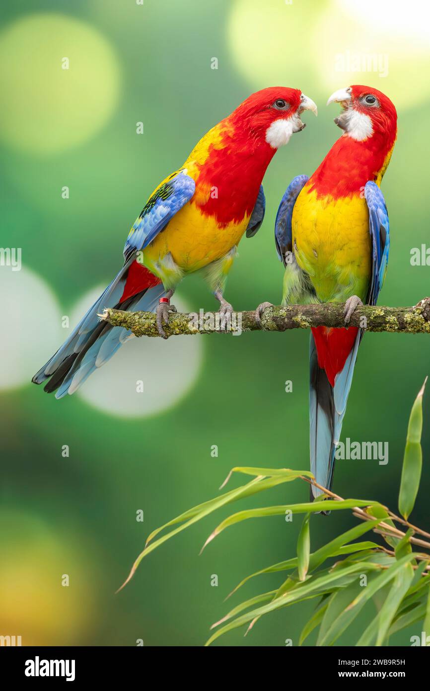 eastern rosella, Platycercus eximius Stock Photo - Alamy