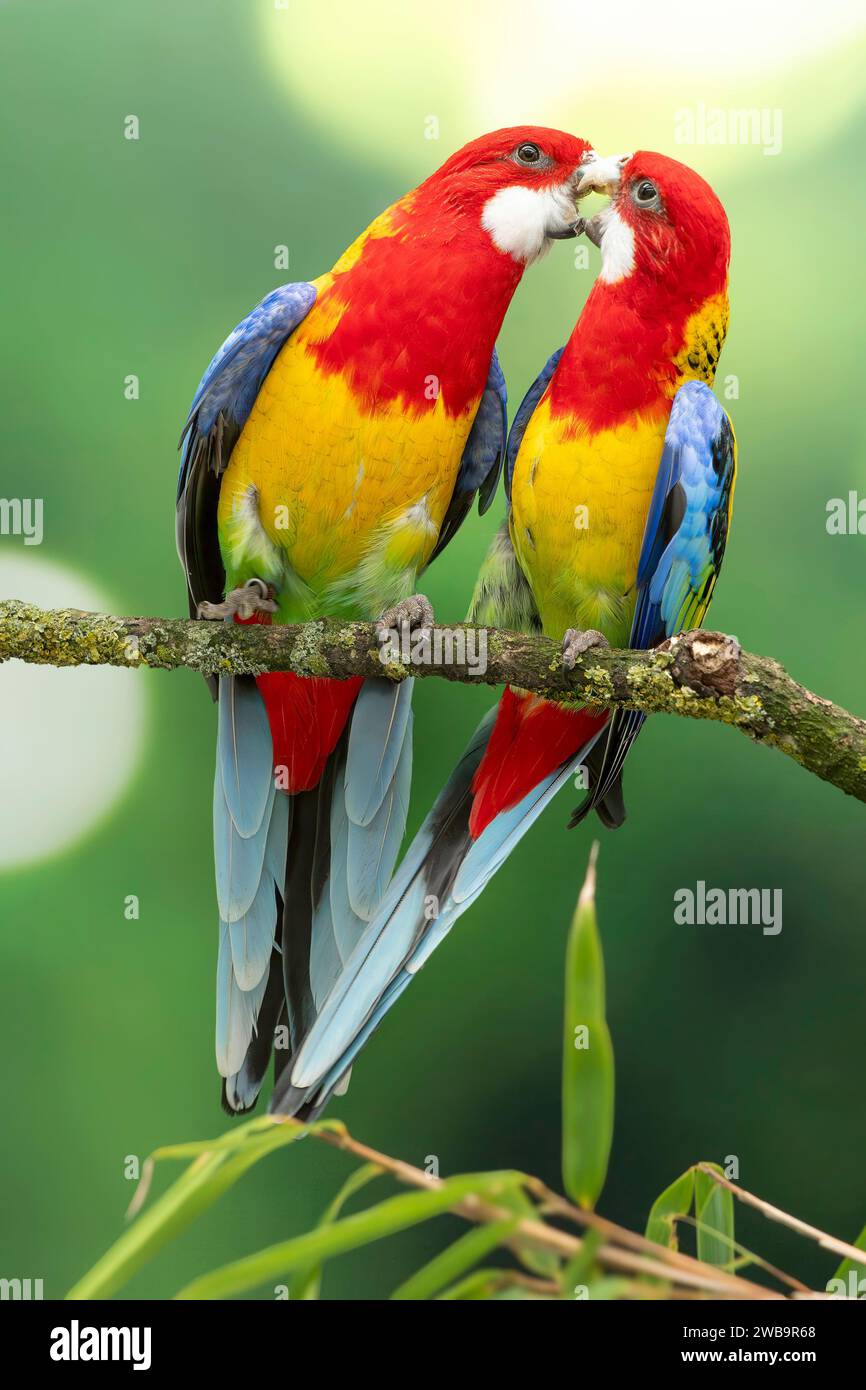 eastern rosella, Platycercus eximius Stock Photo - Alamy