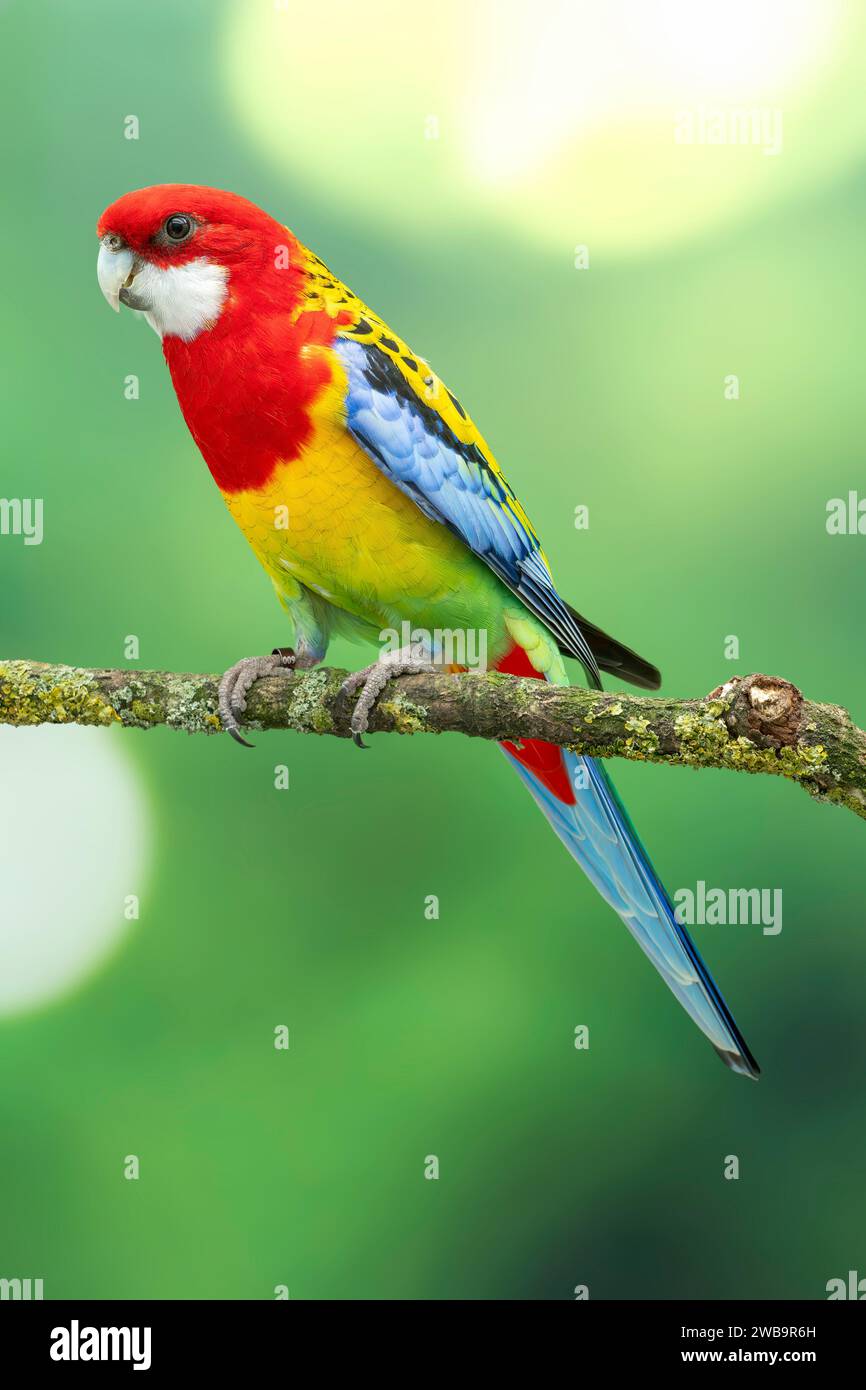 eastern rosella, Platycercus eximius Stock Photo - Alamy