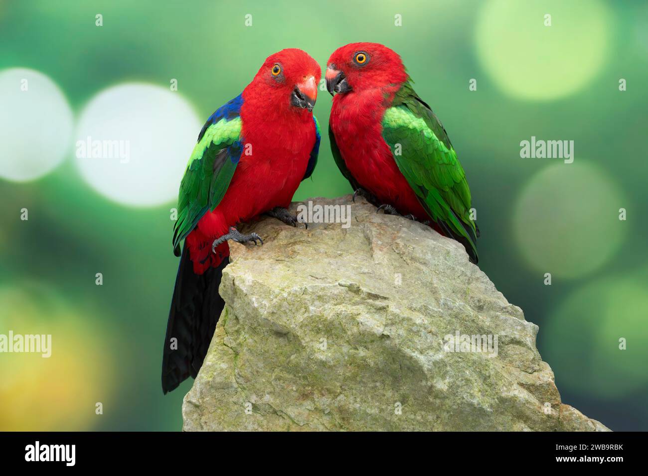 King parrots hi-res stock photography and images - Alamy