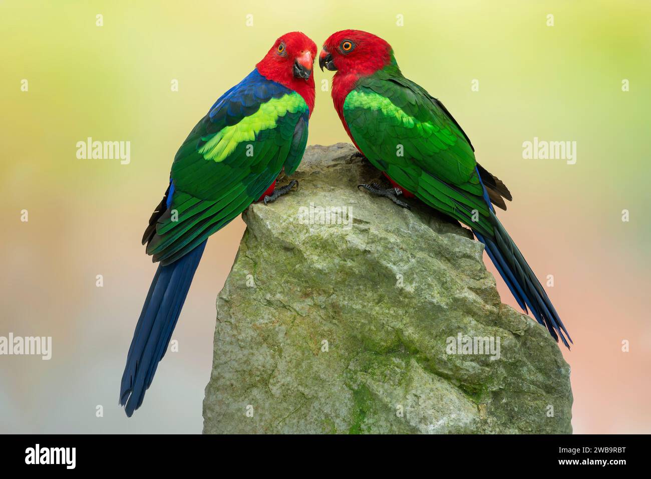 King parrots hi-res stock photography and images - Alamy