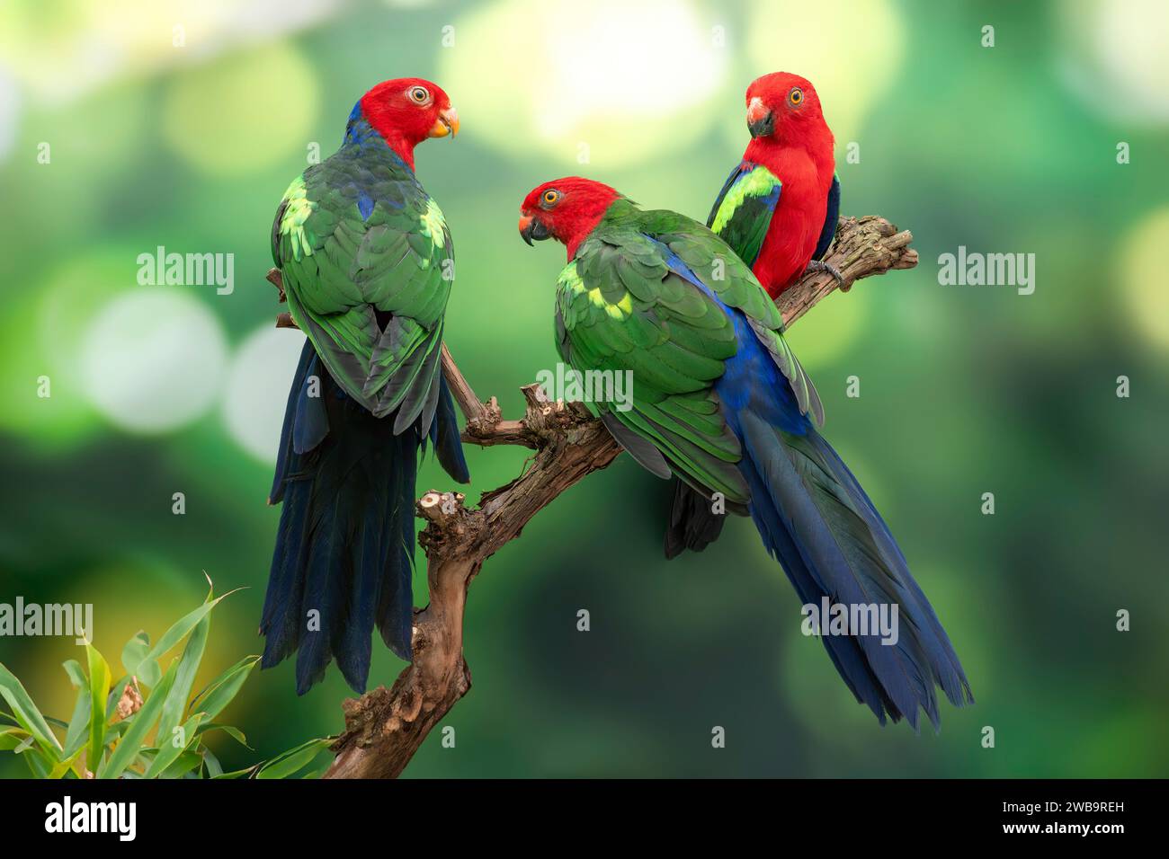 pair with chick (left) green-winged king parrot, Alisterus chloropterus ...