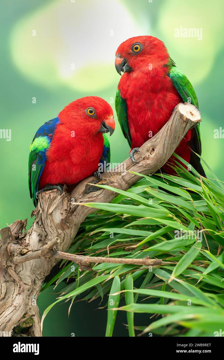 King parrots hi-res stock photography and images - Alamy