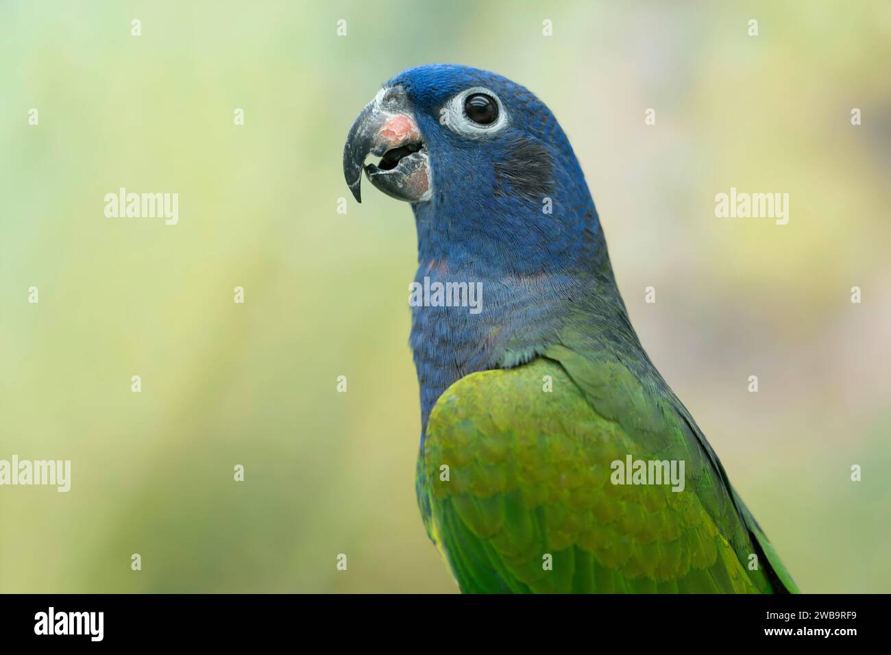 blue-headed parrot, or the blue-headed pionus, Pionus menstruus Stock ...