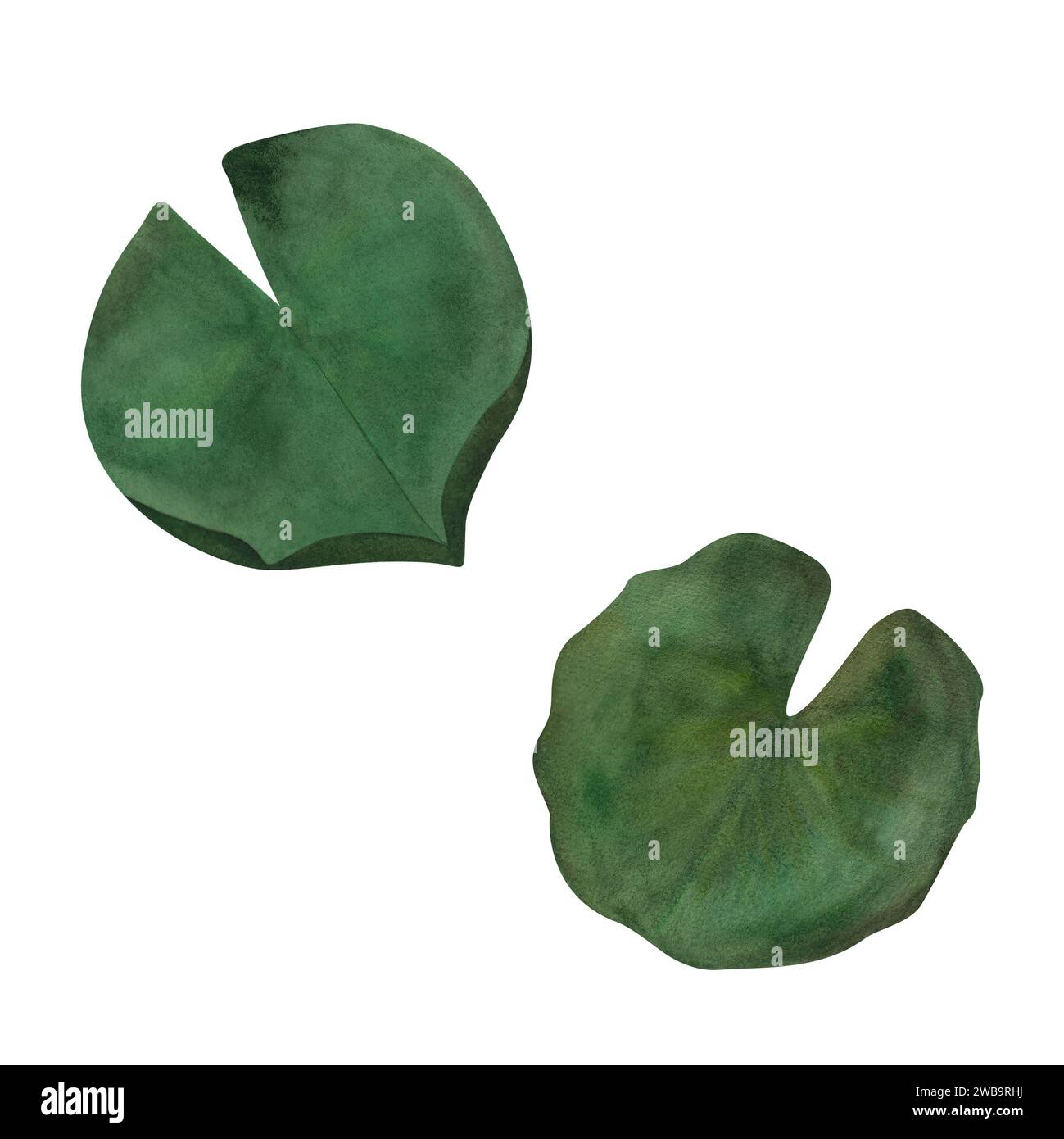 Watercolor green natural waterlily pad leaf Hand drawn botanical ...