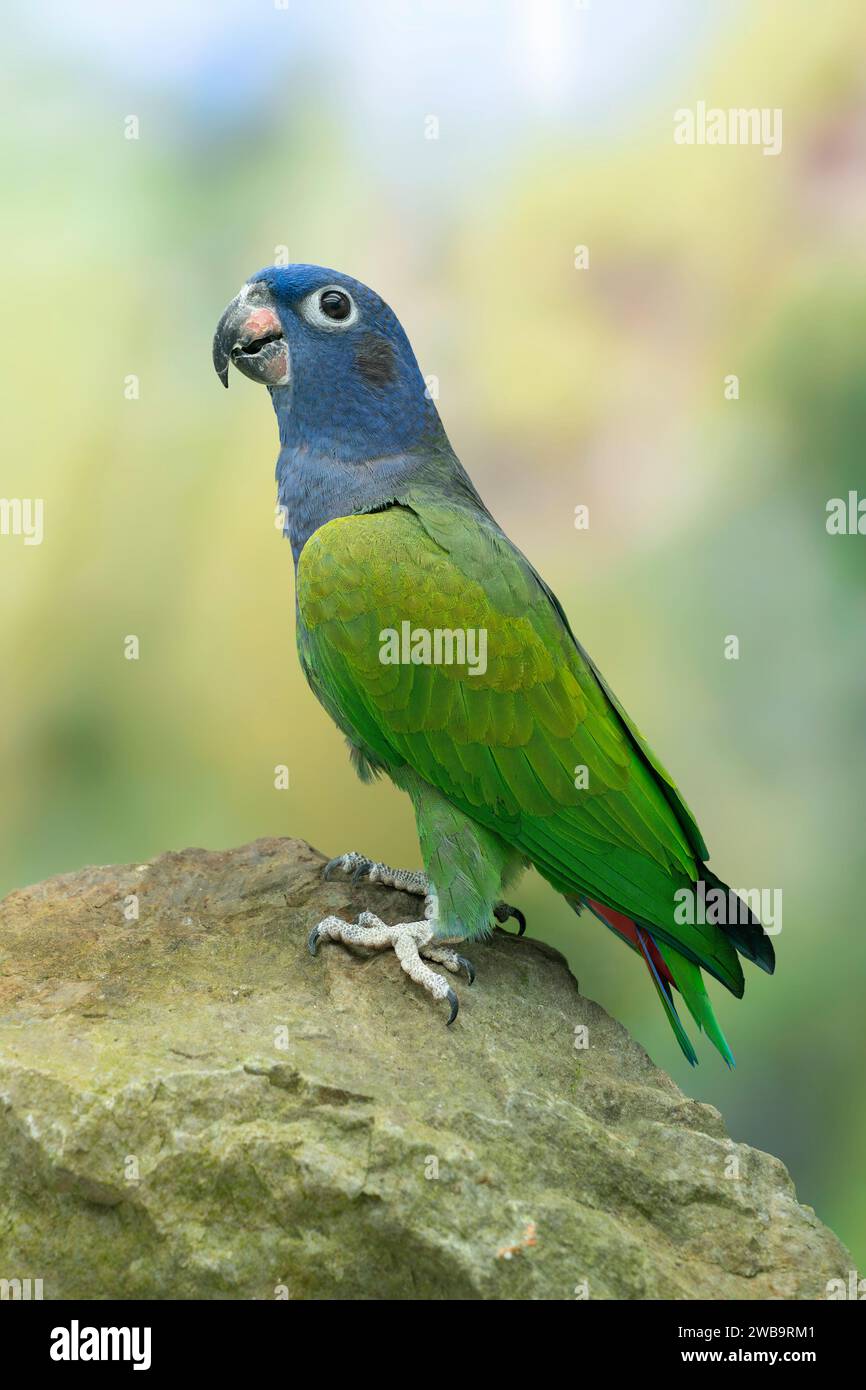 blue-headed parrot, or the blue-headed pionus, Pionus menstruus Stock ...