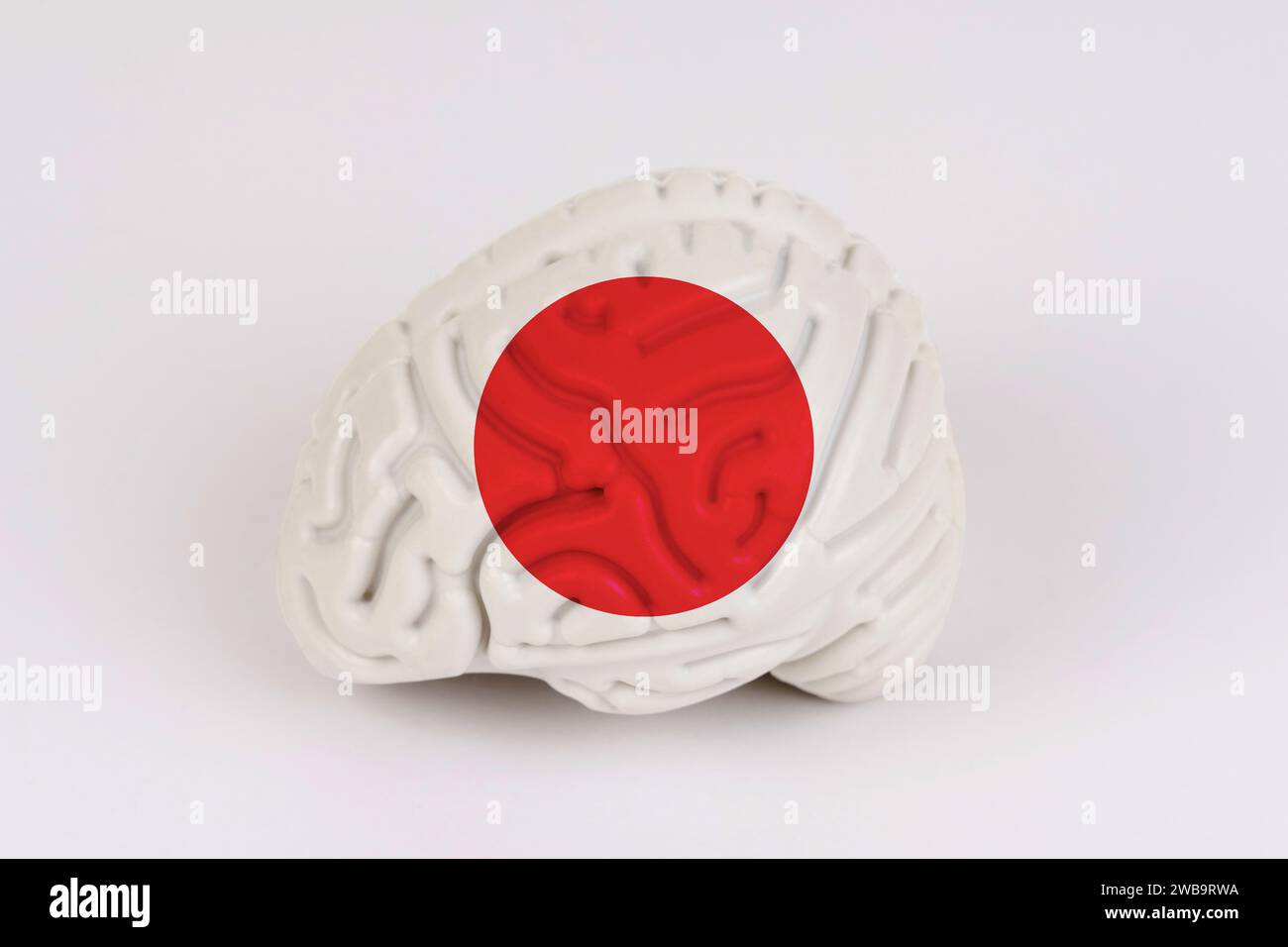 On a white background, a model of the brain with a picture of a flag ...