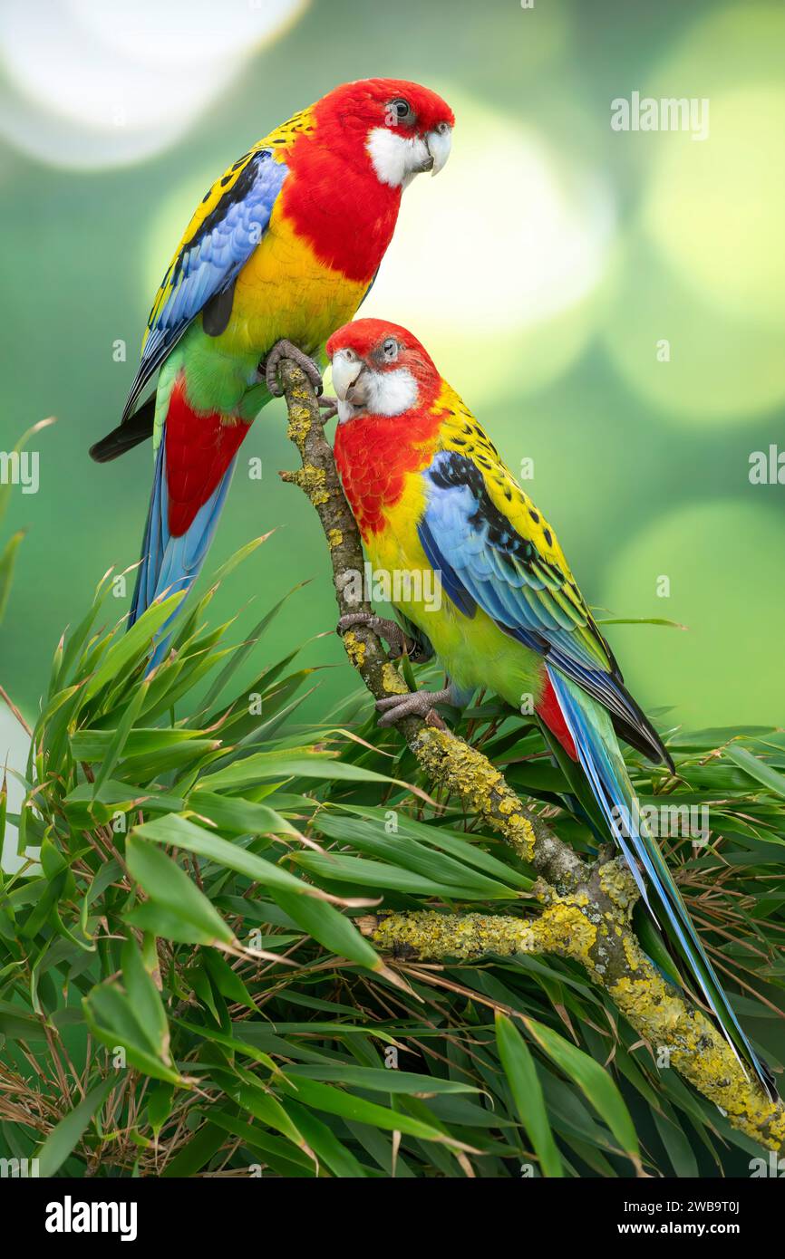 a pair of eastern rosella, Platycercus eximius Stock Photo - Alamy