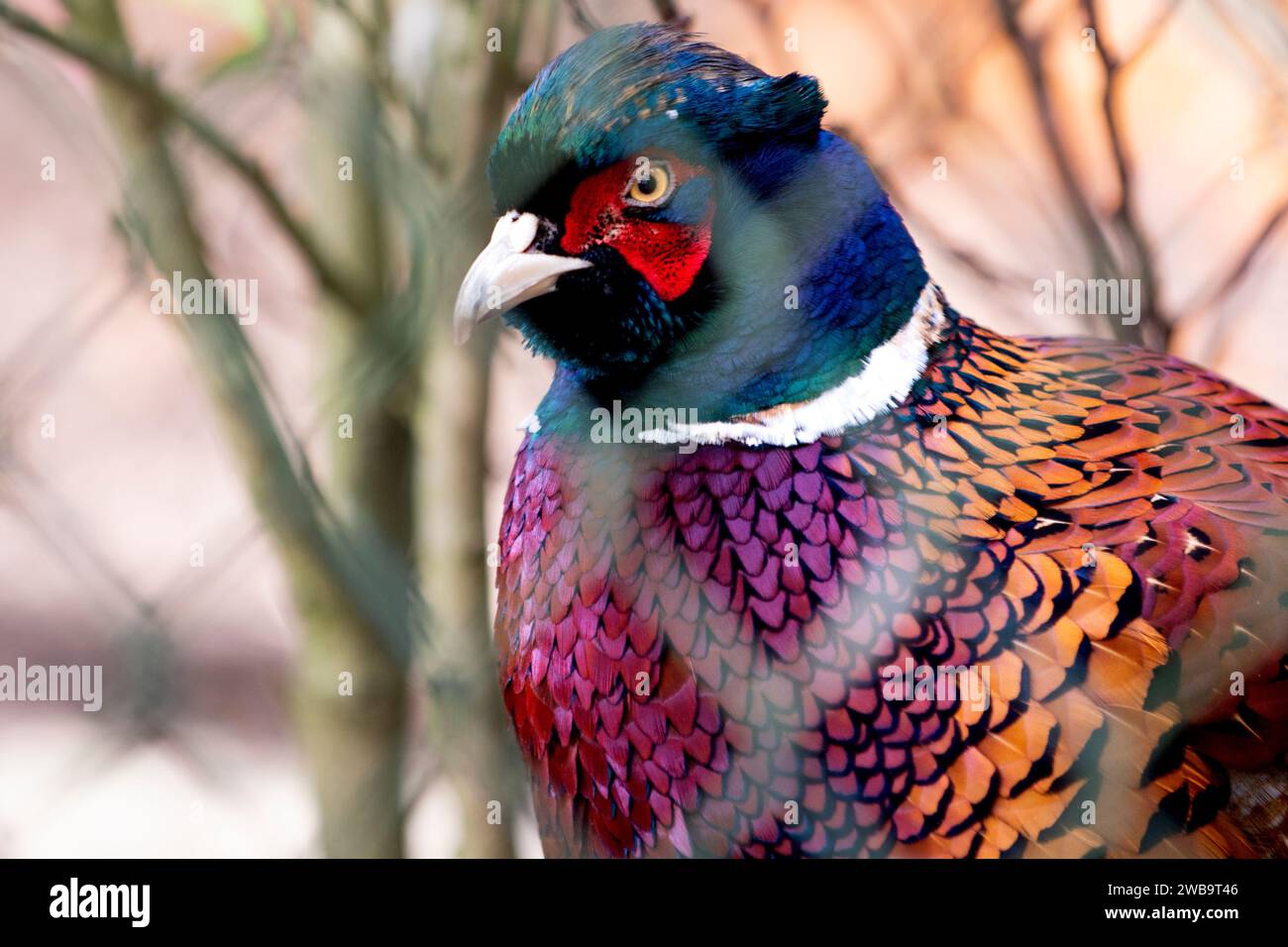 Hen pheasant tree hi-res stock photography and images - Alamy