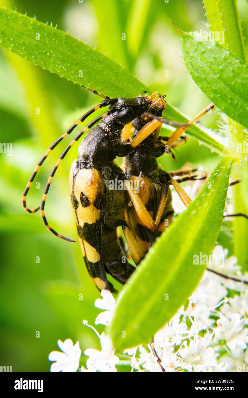 Together insects hi-res stock photography and images - Alamy
