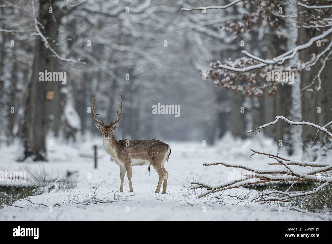 Paris, France. 9th Jan, 2024. A deer walks in the snow in the ...