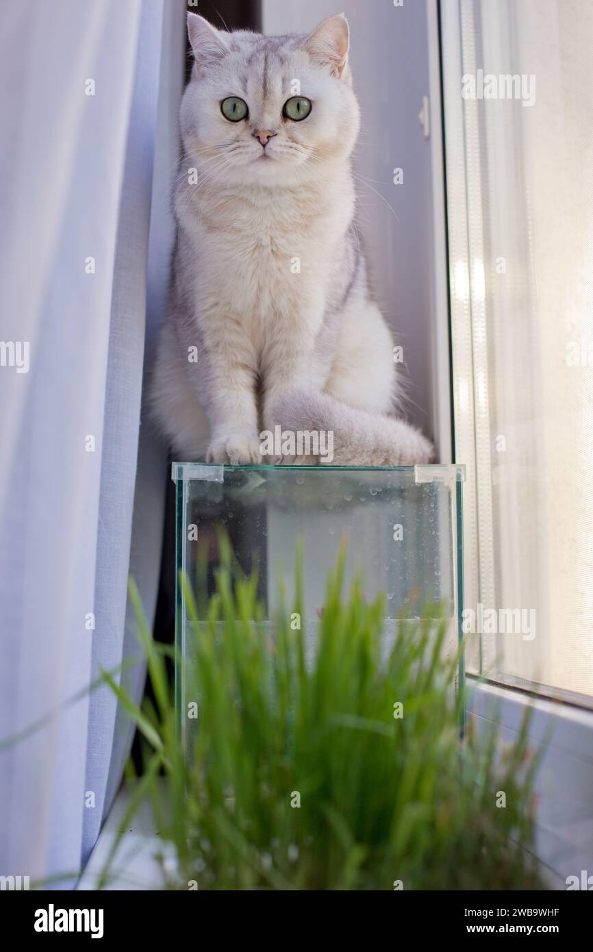 Cute cat sitting on an empty aquarium by the window Stock Photo - Alamy