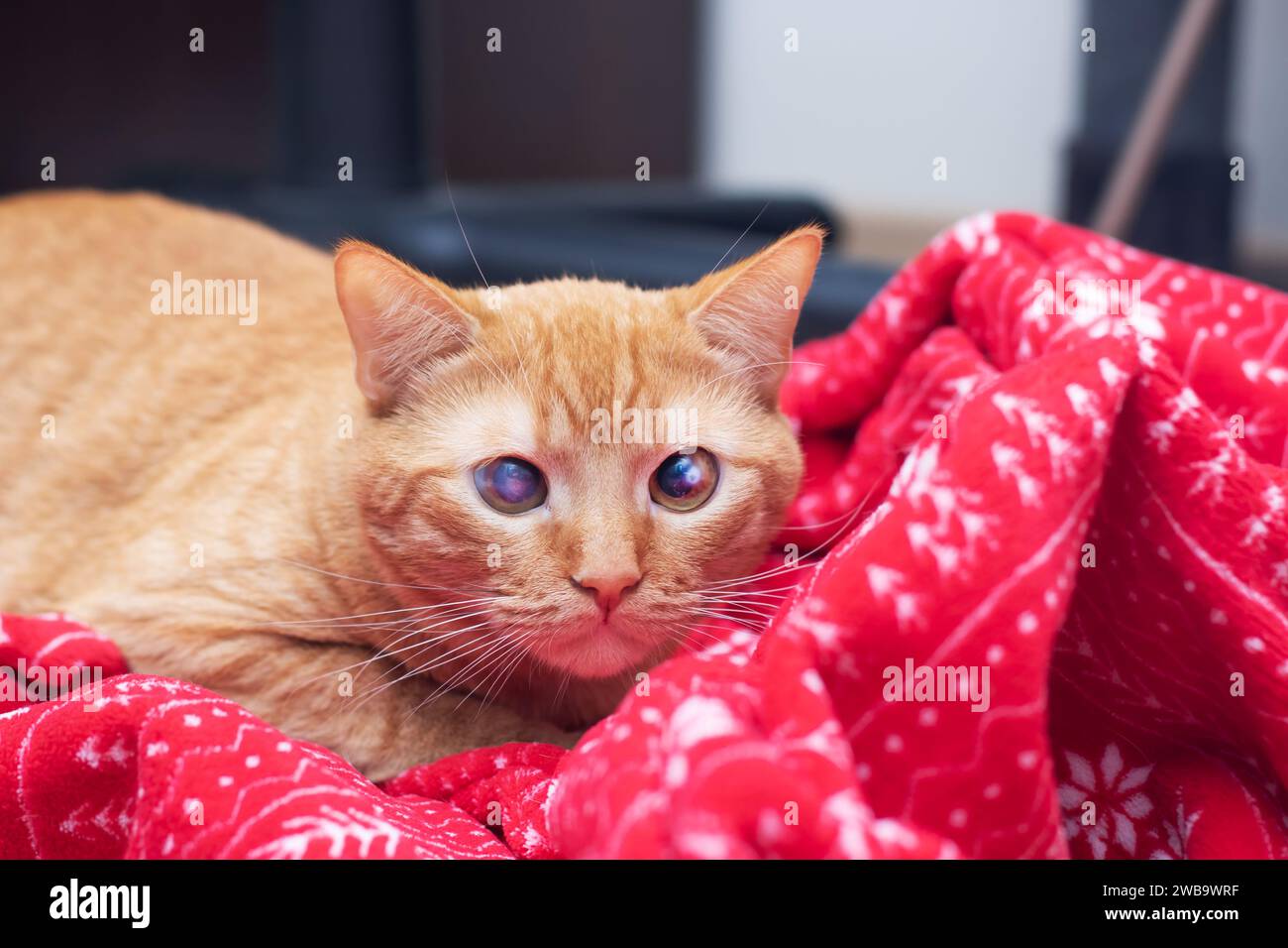 Big ginger cat close up portrait at home Stock Photo - Alamy