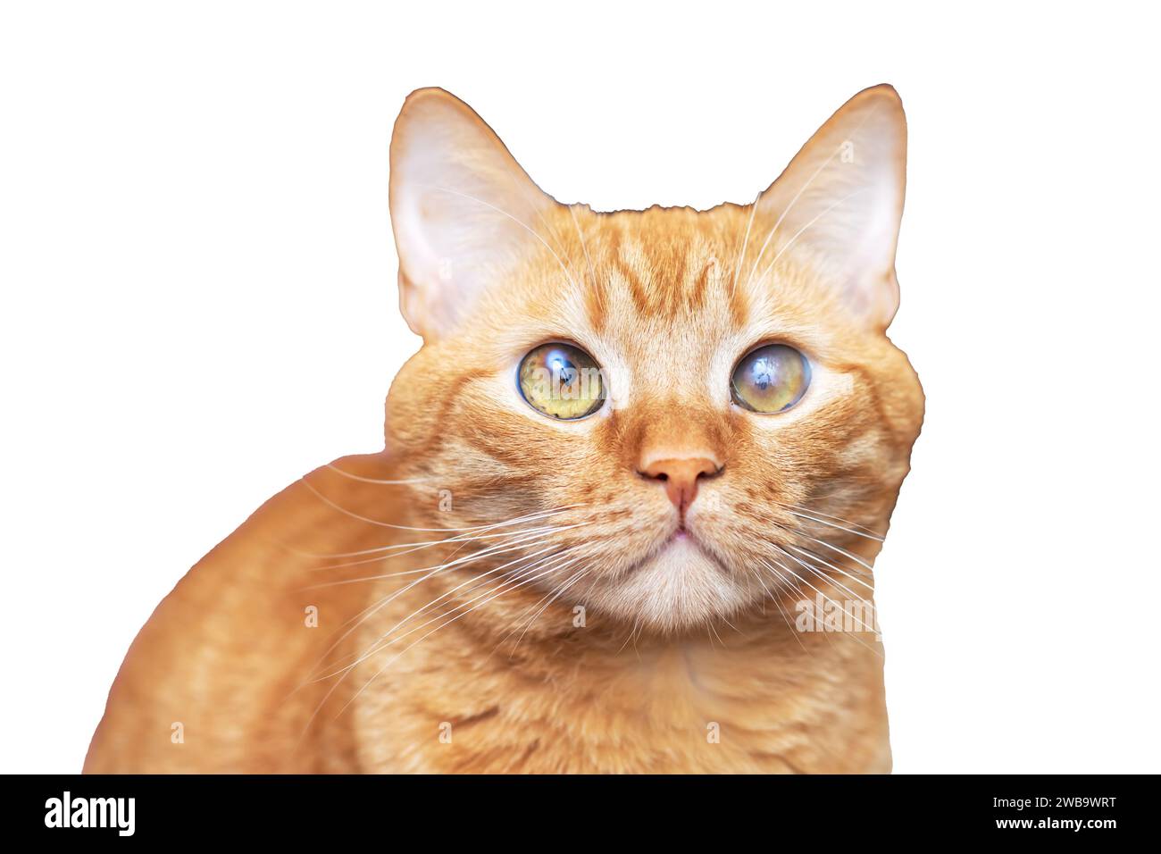 Big ginger cat close up portrait isolated on white Stock Photo - Alamy