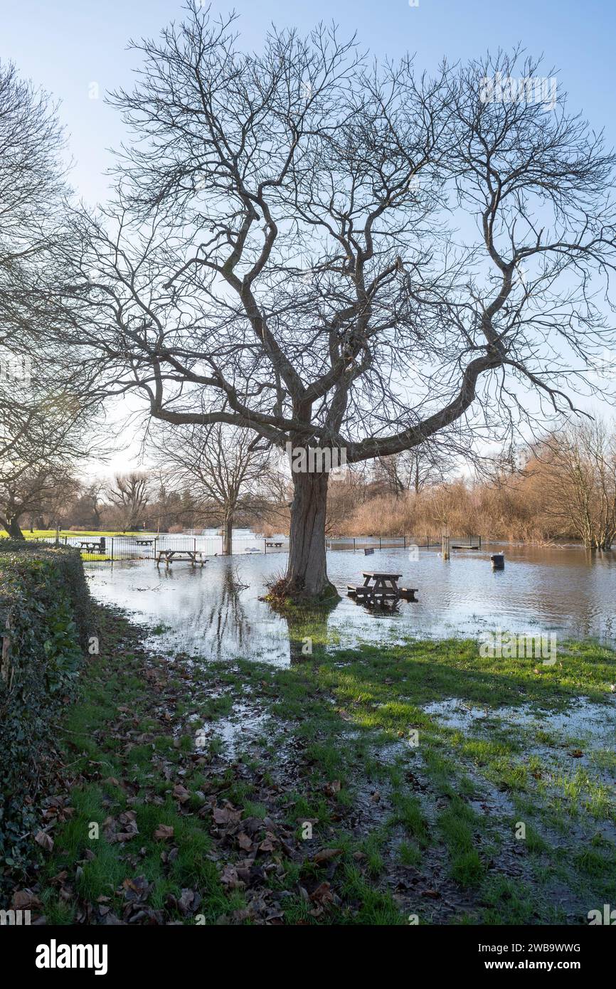 Tree in flood water Stock Photo - Alamy