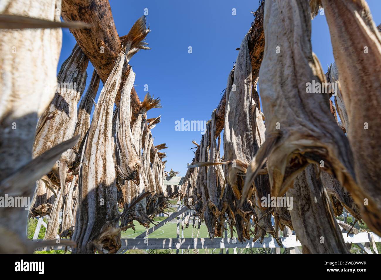 Cod fish dry on a rack with a football field in Hellandsoya, Lofoten ...