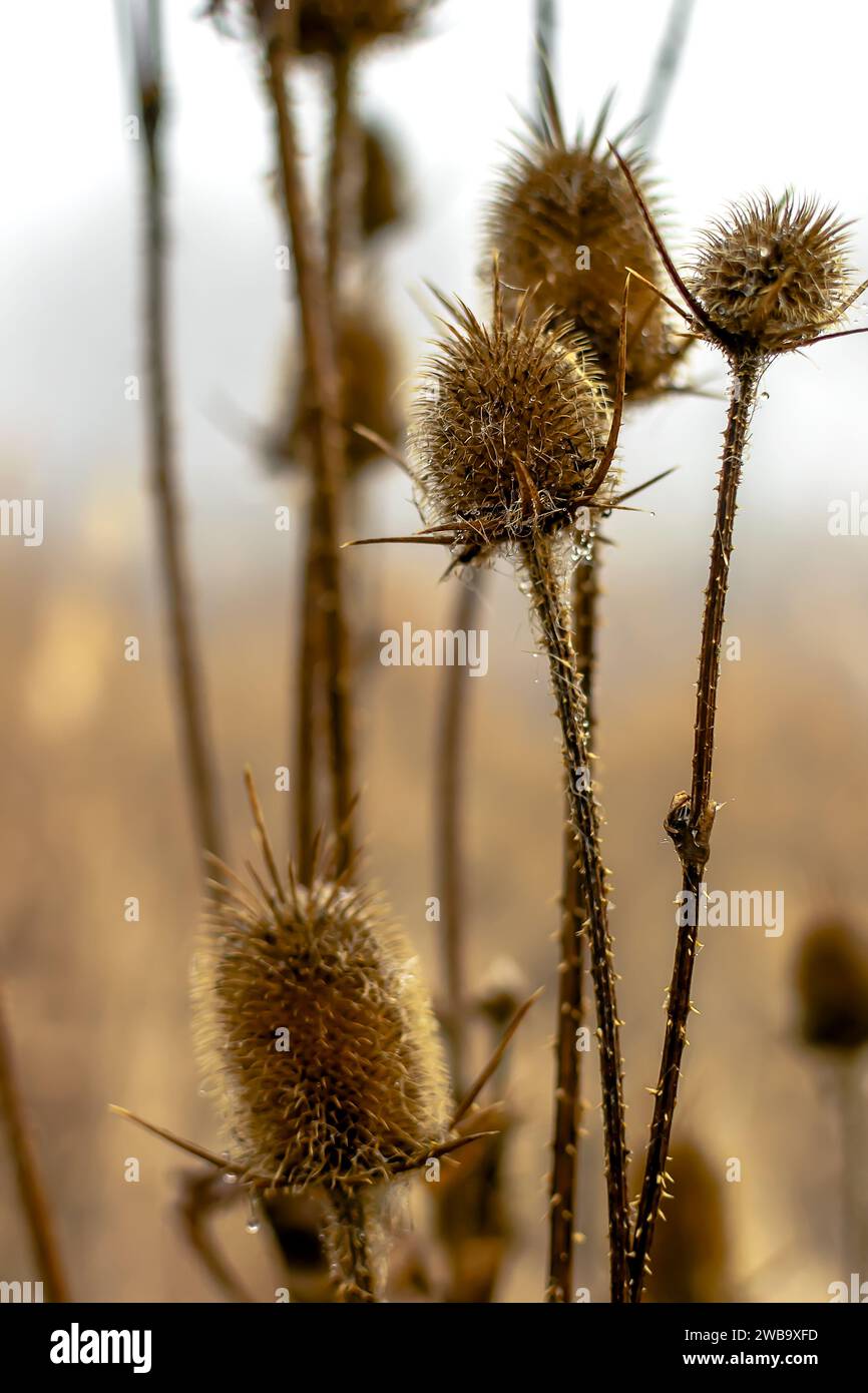 Mist thistle hi-res stock photography and images - Alamy