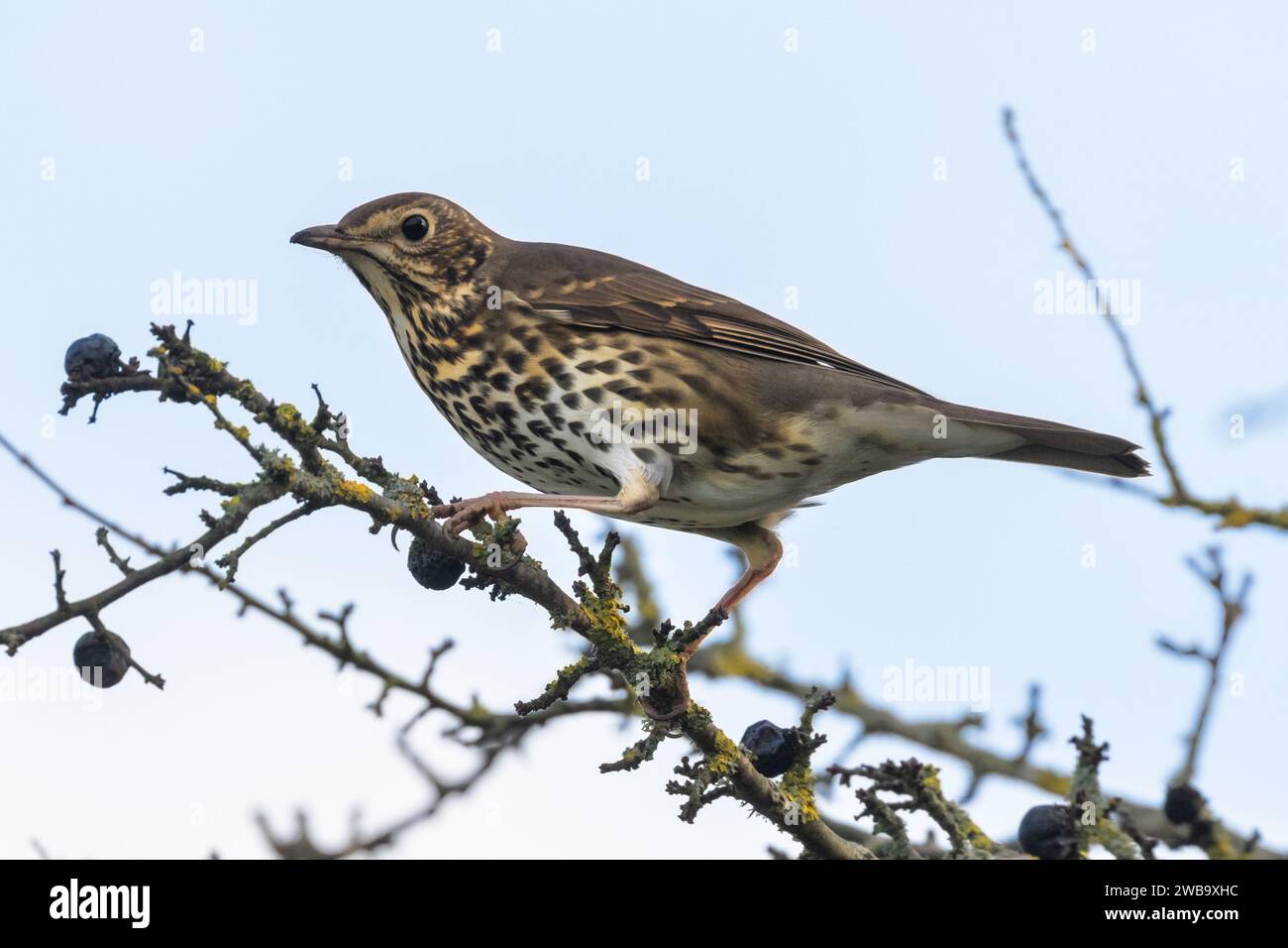 Thrush and bird hi-res stock photography and images - Alamy