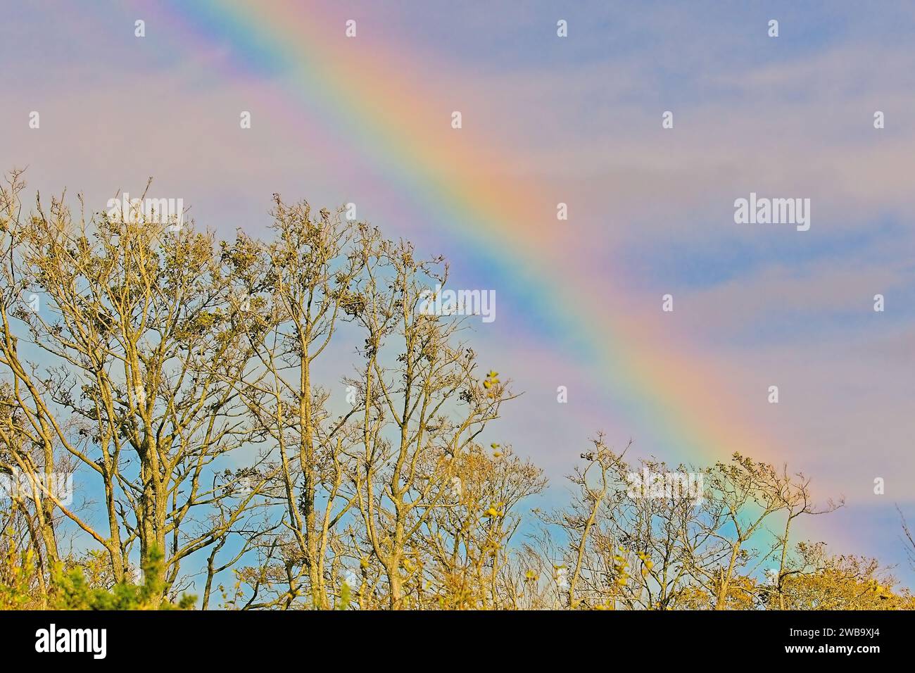 Beautiful rainbow with a light cloud sky back ground and tree branches ...