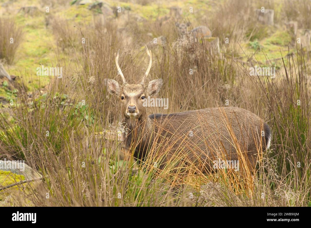 Sika stag and deer hi-res stock photography and images - Alamy