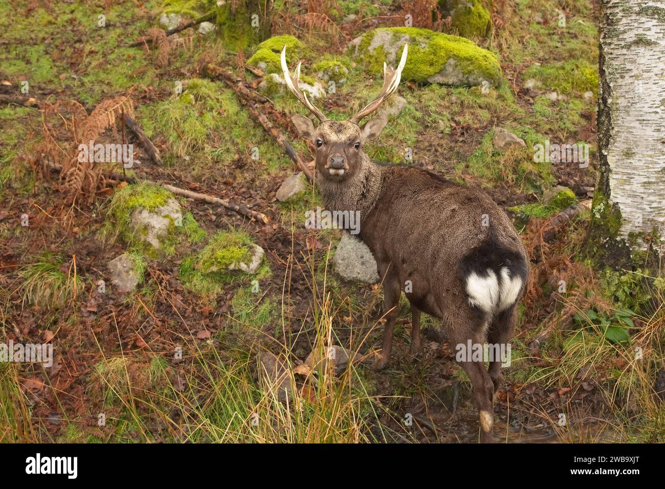 Sika Stag Deer standing by a rocky wall looking back towrds the camera ...