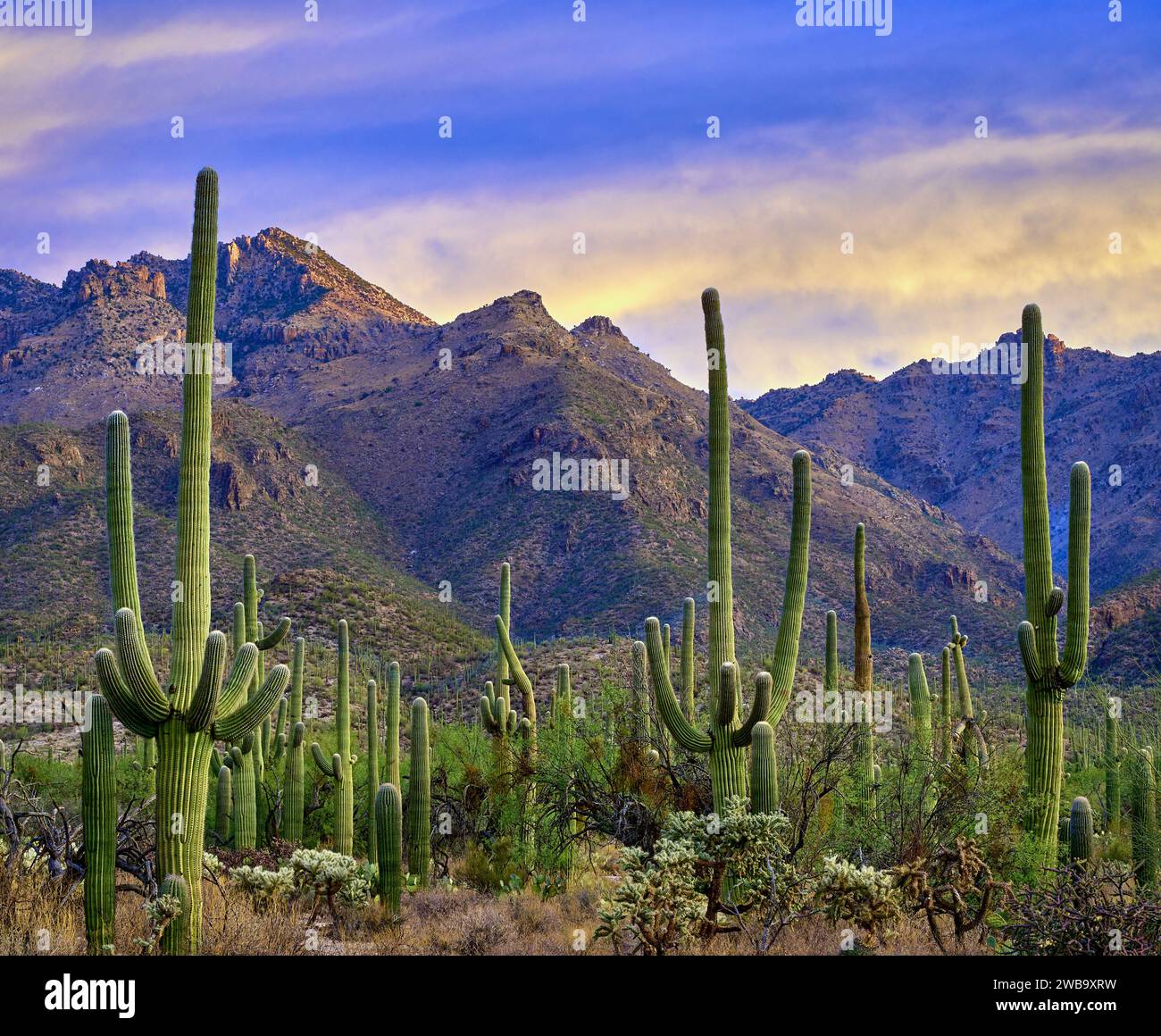 Tall Saguaro cacti stand guard before the majestic Santa Catalina ...