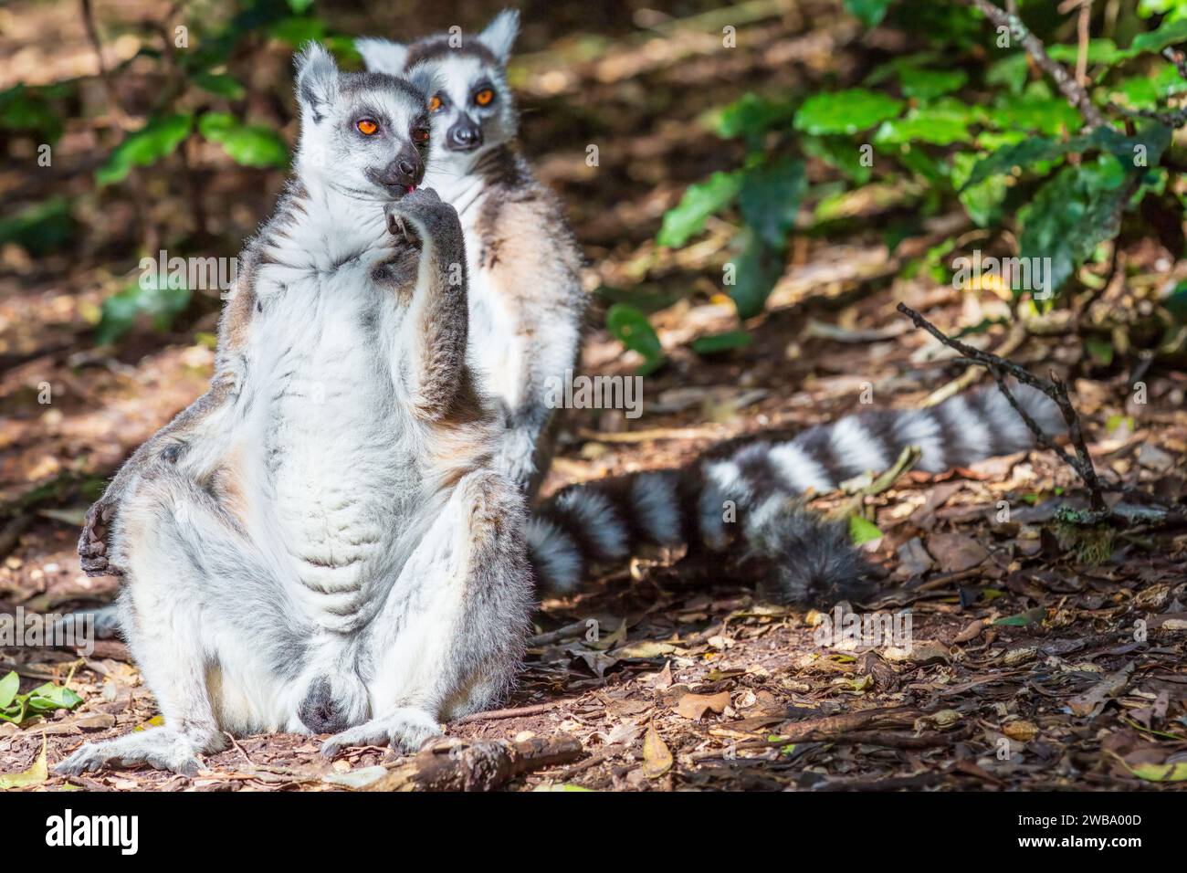 Ring-tailed Lemur (Lemur Catta) posing and sunbathing in Monkeyland ...