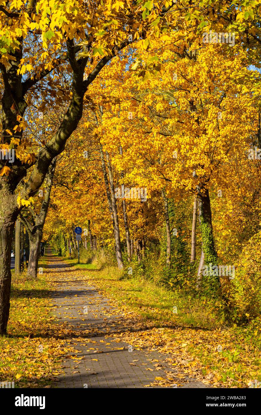 Herbstfafrben hi-res stock photography and images - Alamy