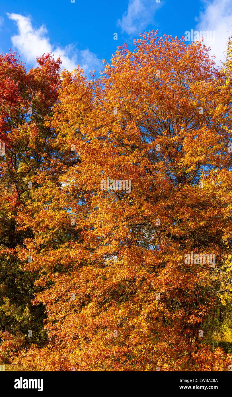 Autumn Period, Trees And Foliage In The Park, Berlin, Germany Stock ...