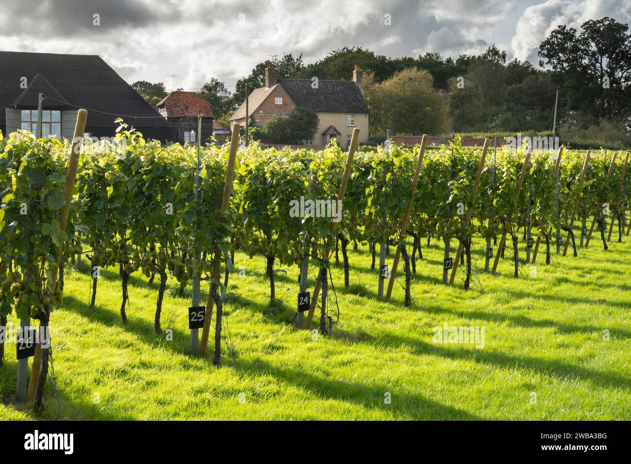 The vineyard berkshire hi-res stock photography and images - Alamy