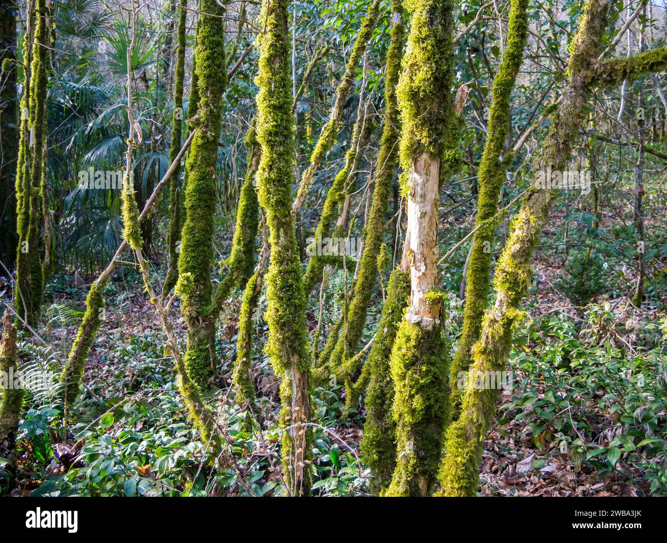 Tree trunks covered with symbiote moss. Yew-boxwood grove of the ...