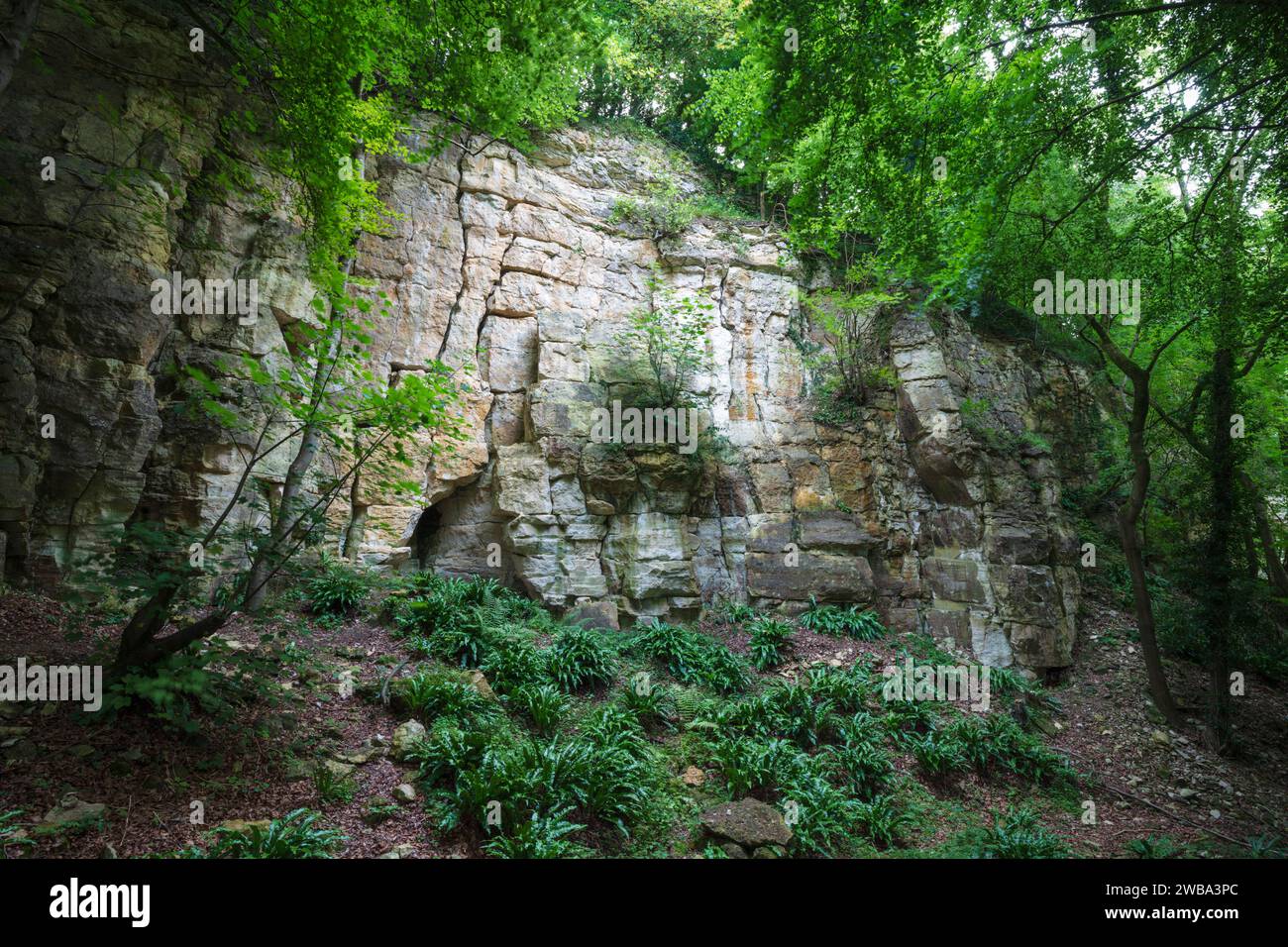 Exposed cotswold limestone of the cotswold escarpment near Uley Bury ...