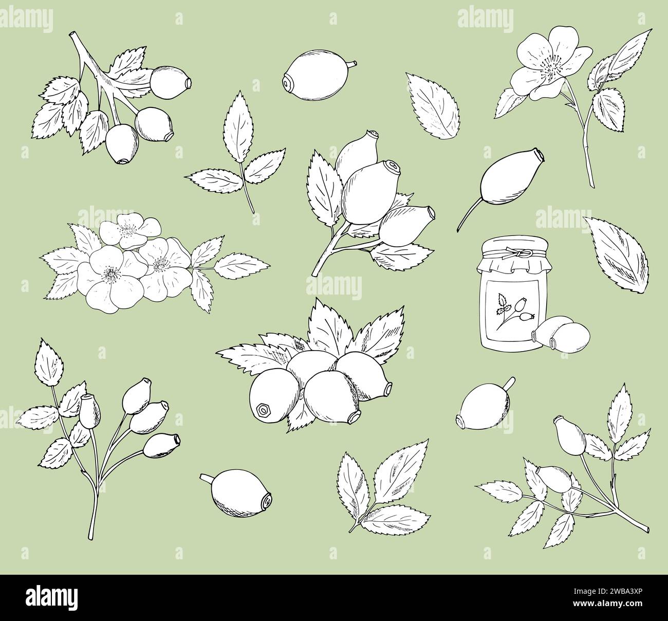 Rosehip hand-drawn vector drawing. Isolated berry Rosehip branch sketch ...
