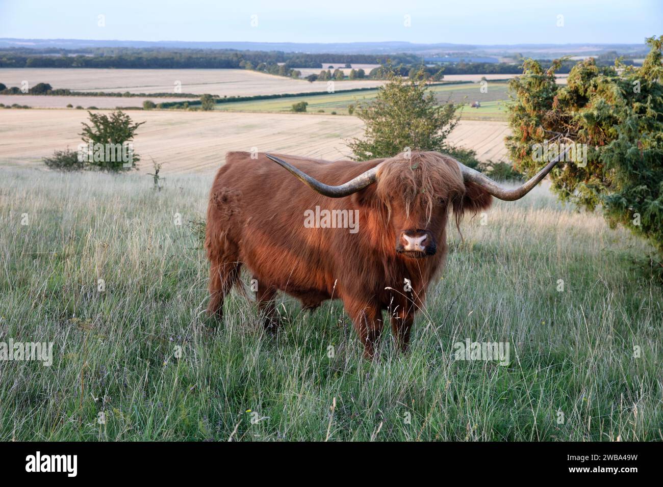 Highland cow on the side of Danebury Iron Age Hillfort with arable ...