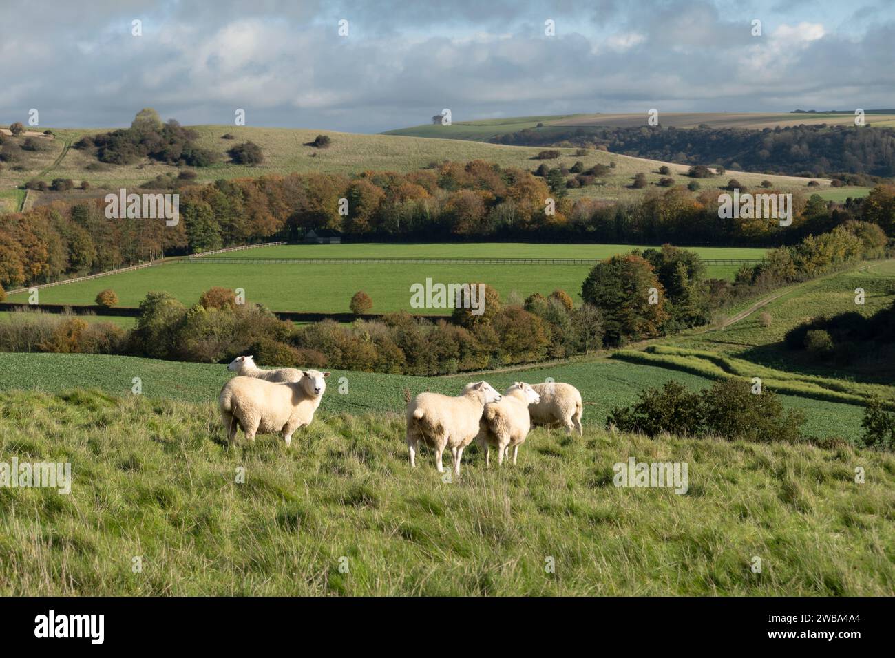 Sheep in green grass field with edge of Beacon Hill and Ladle Hill in ...