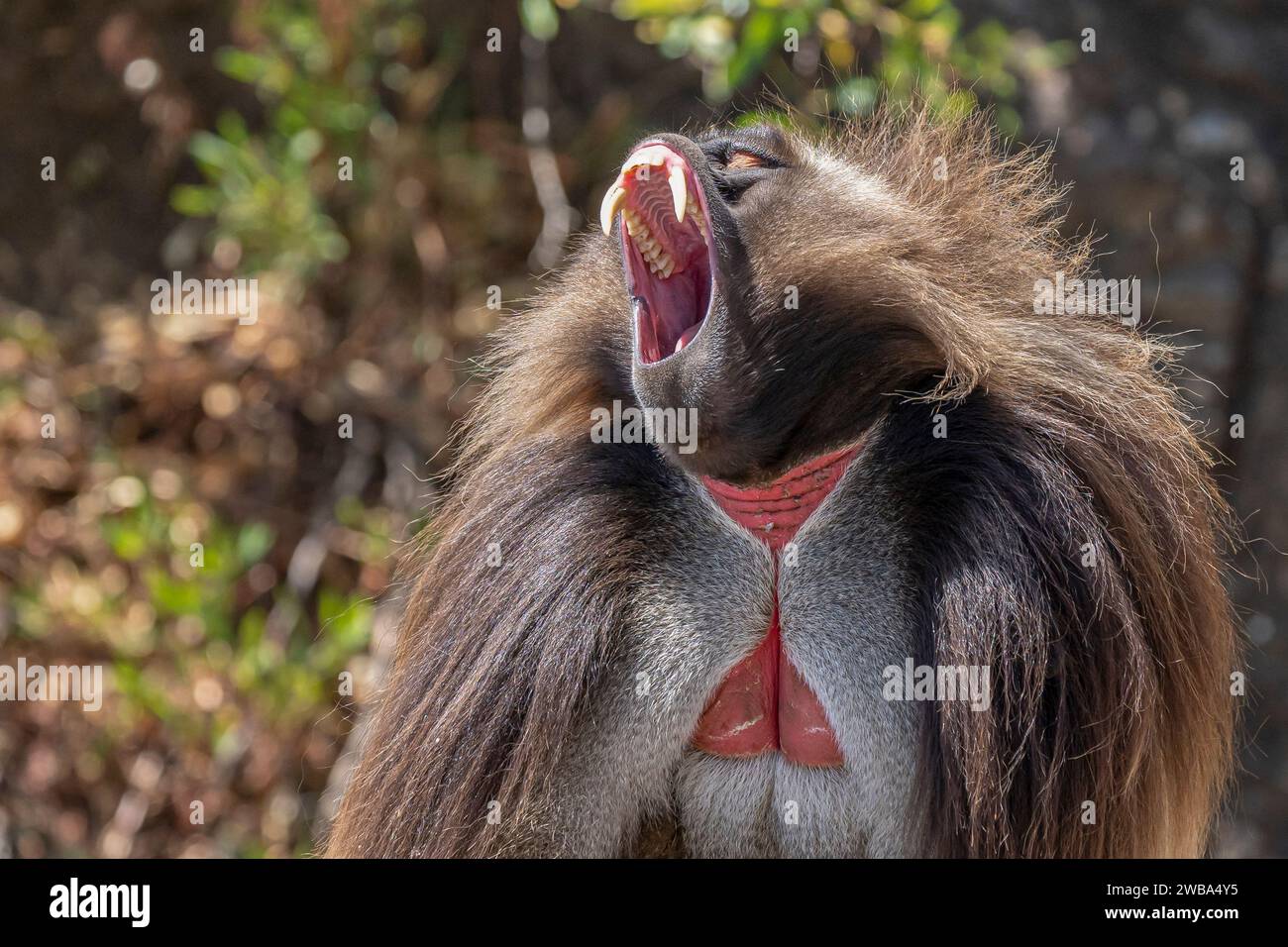 Geladas baboon hi-res stock photography and images - Alamy