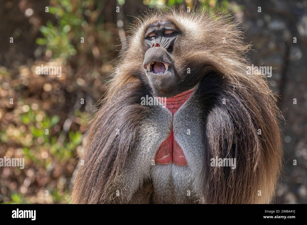 Animals fearsome hi-res stock photography and images - Alamy