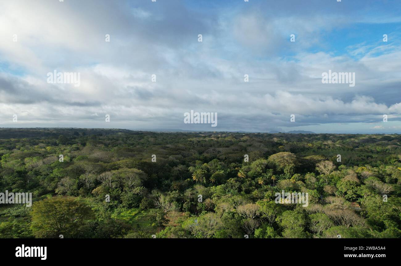 Jungle background hi-res stock photography and images - Alamy