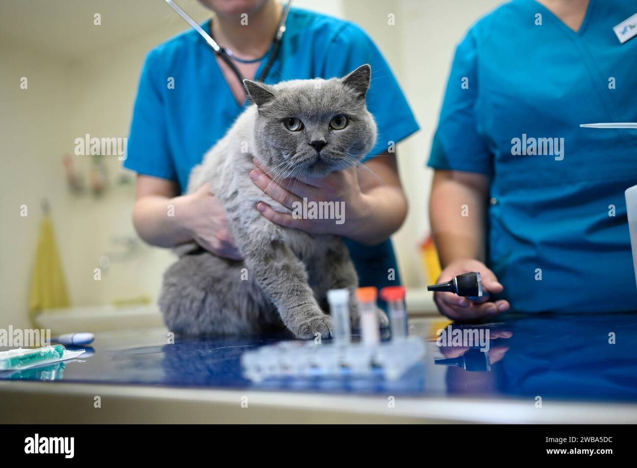 Ai katze hi-res stock photography and images - Alamy