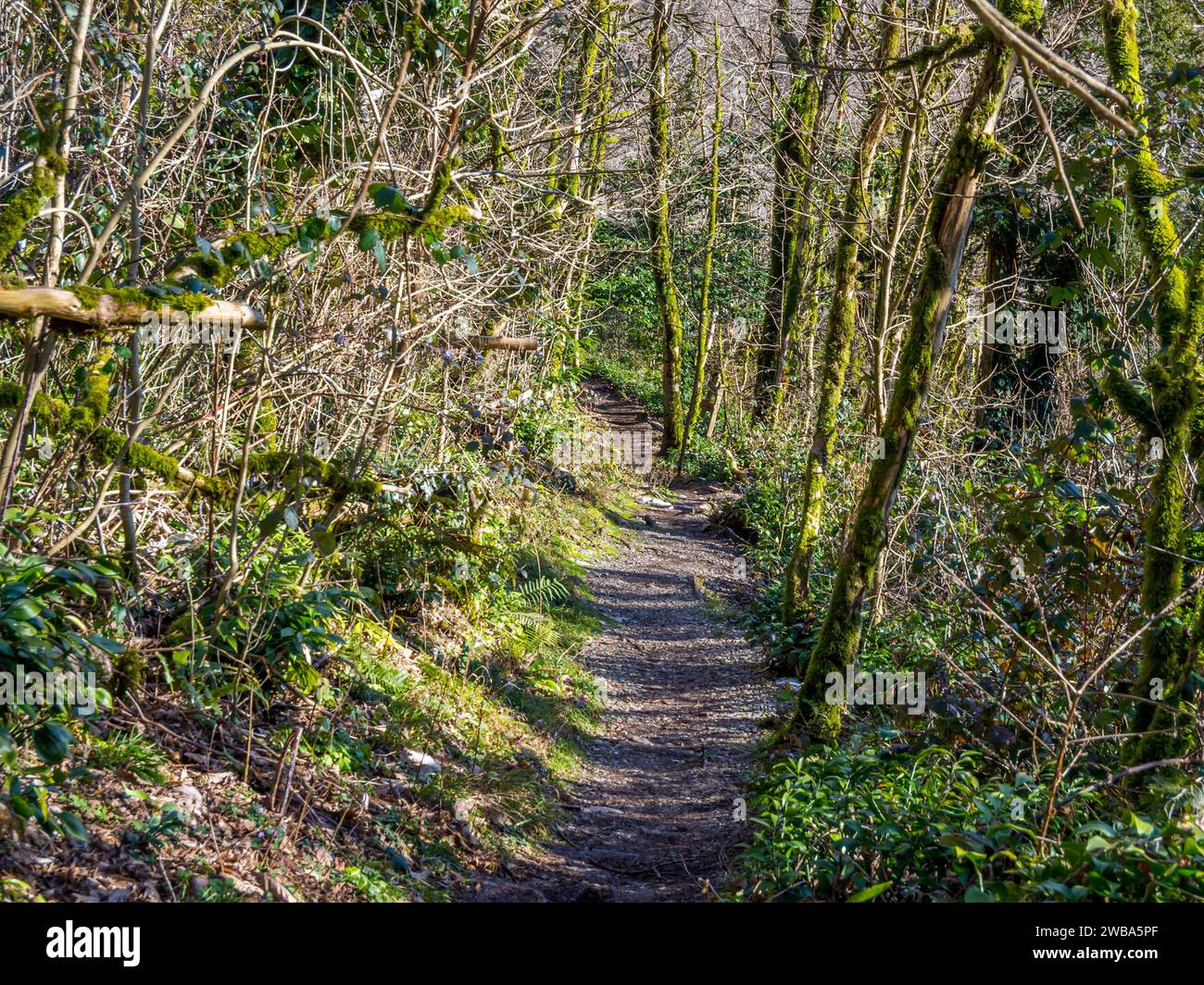 Sochi. Russia - February 2023, 16: Forest trail of the walking route in ...