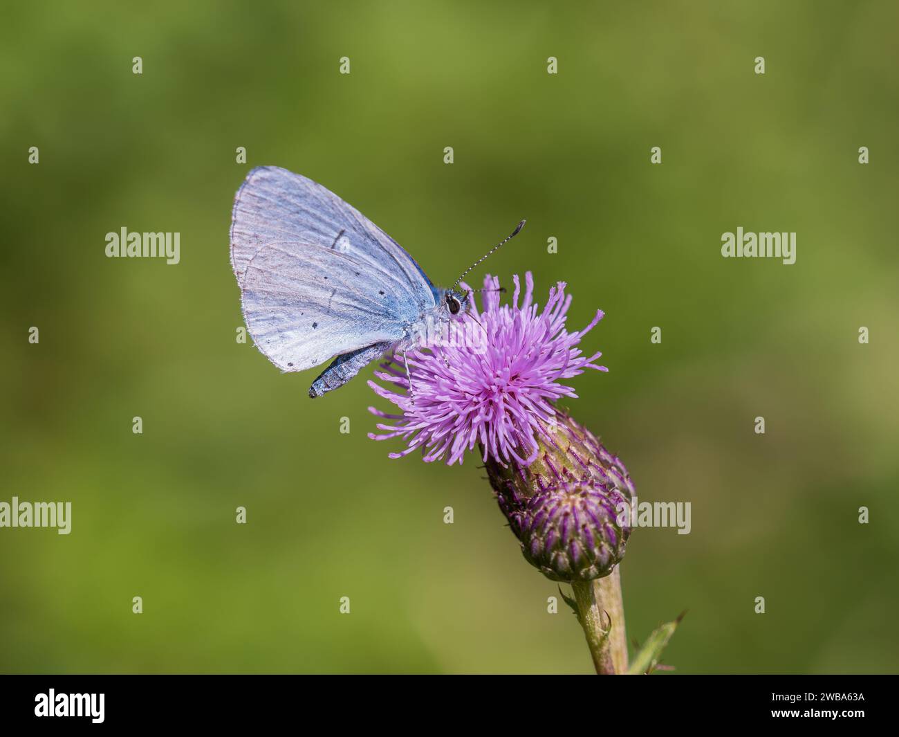 Holly Blue Butterfly. Wings Closed Stock Photo - Alamy