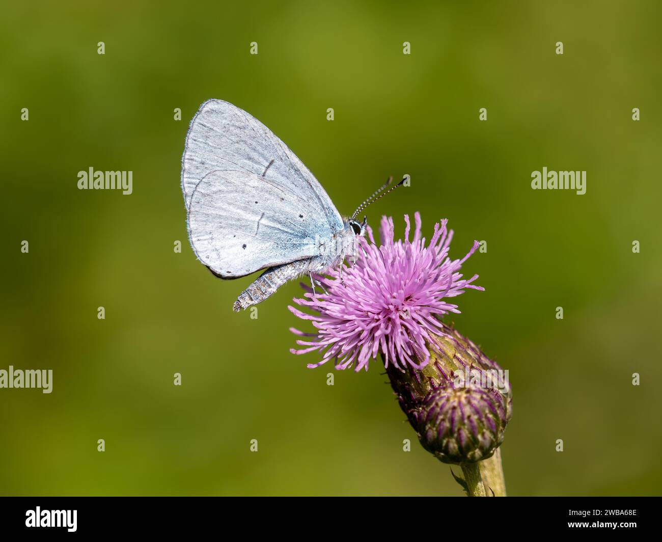 Holly Blue Butterfly. Wings Closed Stock Photo - Alamy