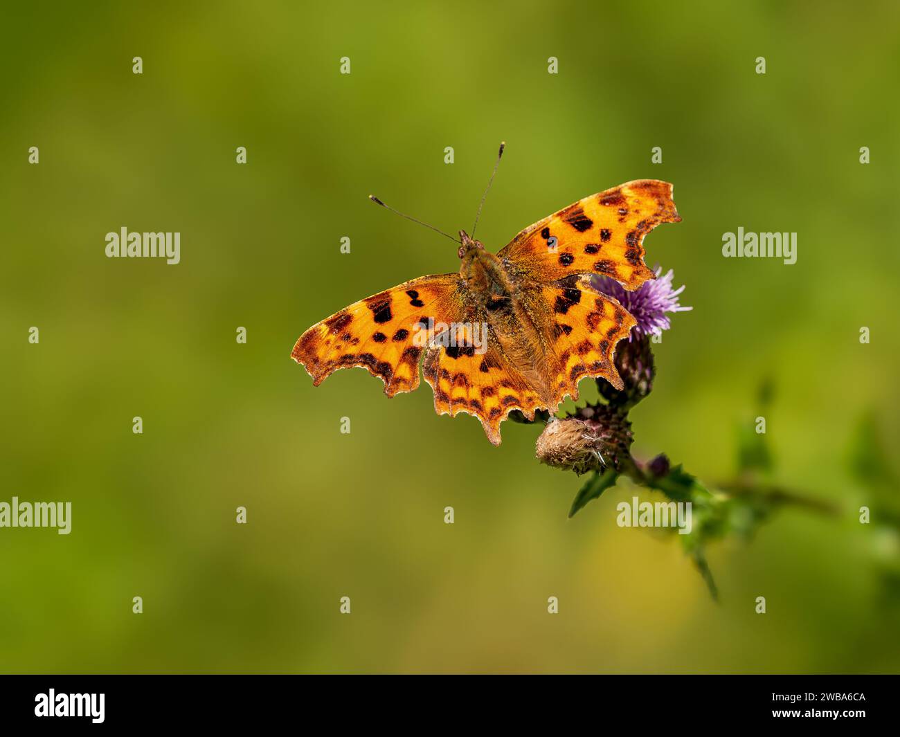 Comma Butterfly on Creeping Thistle Stock Photo - Alamy