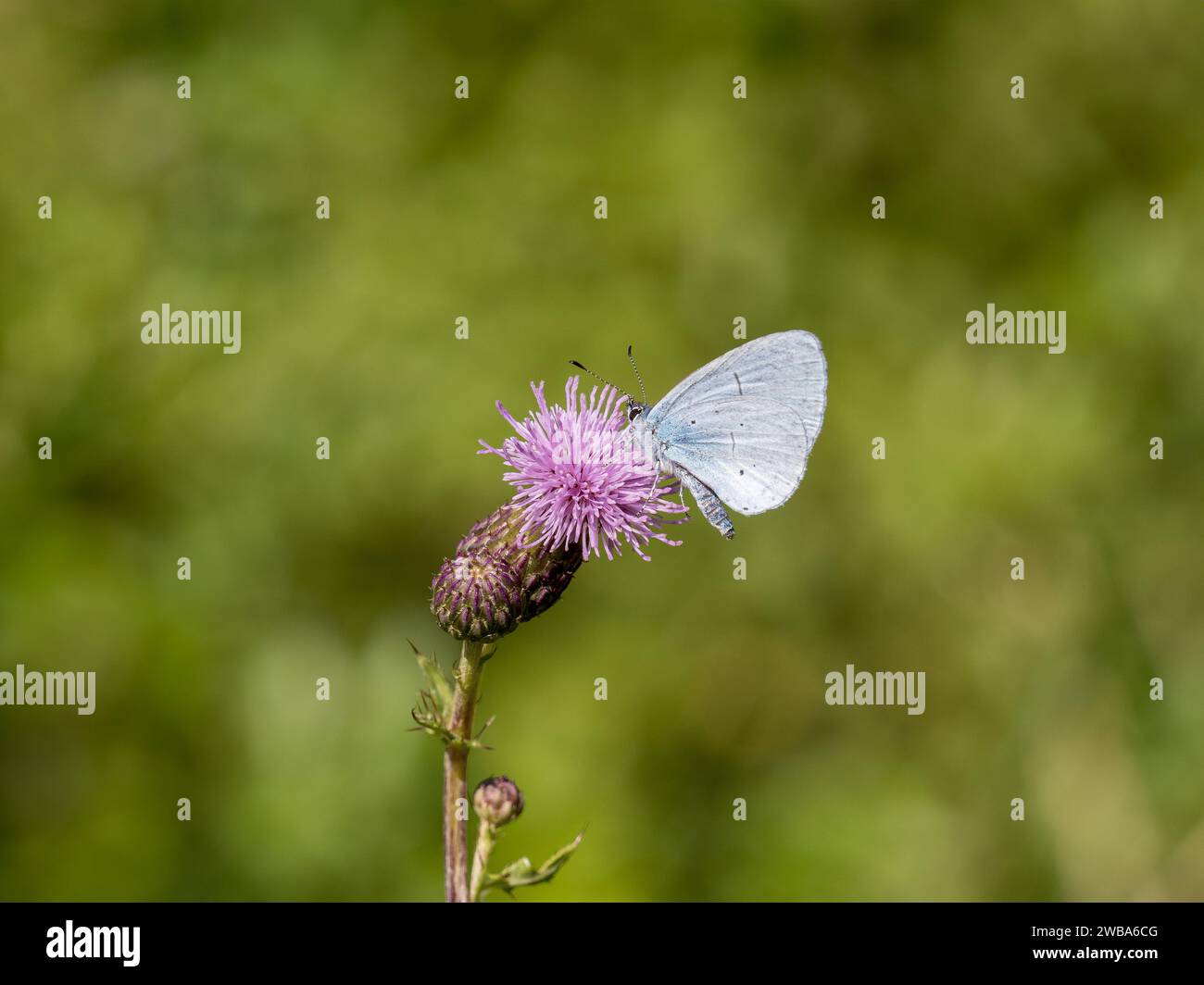 Holly Blue Butterfly. Wings Closed Stock Photo - Alamy