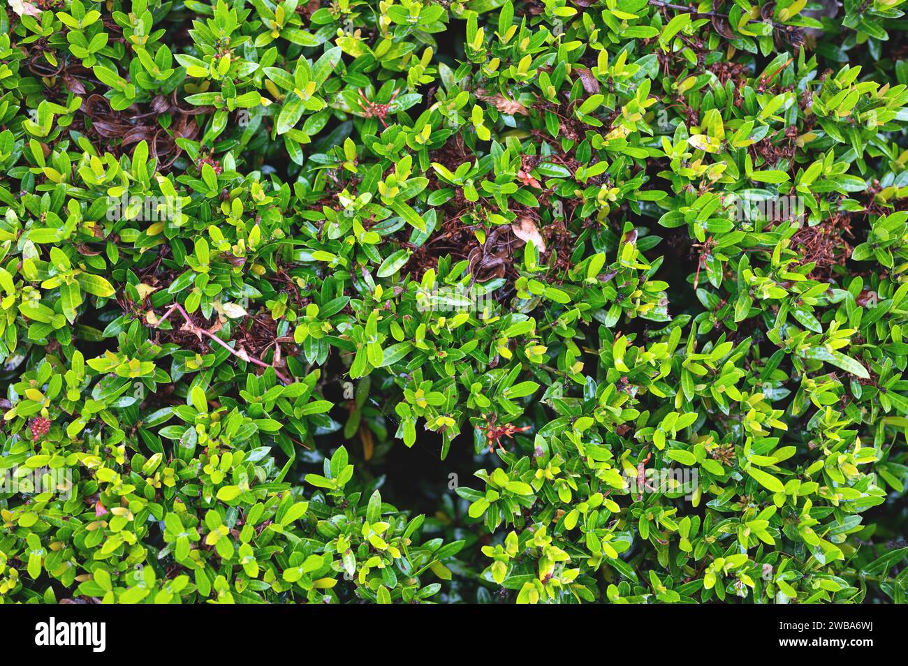 Bush seamless texture background hi-res stock photography and images ...